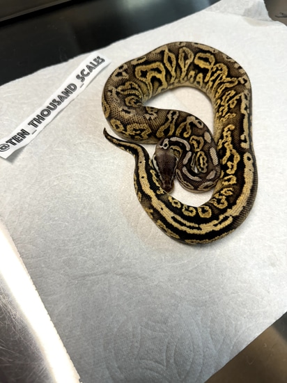 Black Pewter Pastel Yellow Belly 66% H Pied (Sandblast) Ball Python by ...