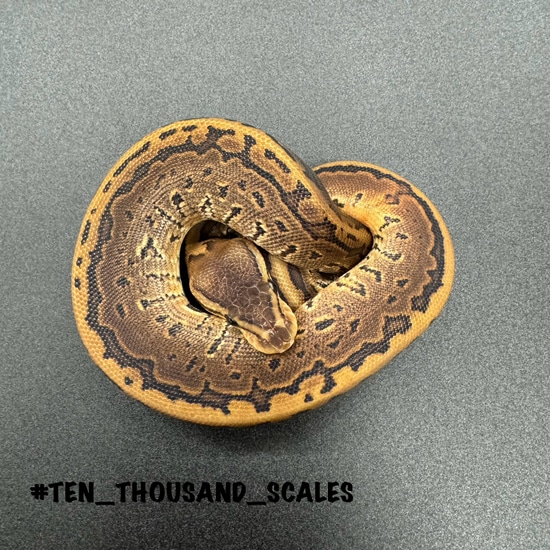Bp Pin Nr Mandarin 66% Het Pied 100% Het Albino Ball Python by Ten ...
