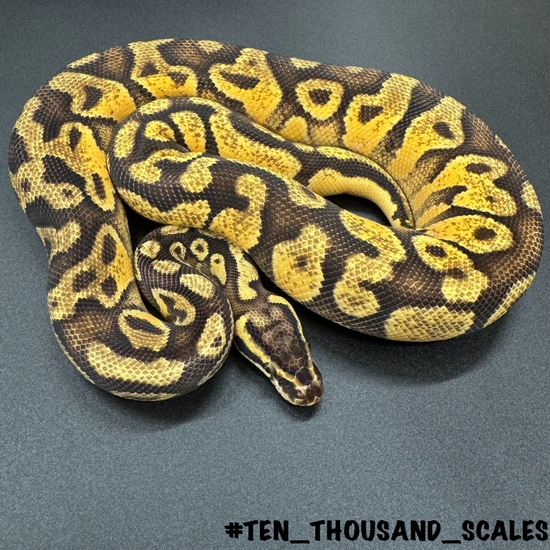 Pastel Yellow Belly Sandblast 66% Het Pied Ball Python by Ten_Thousand ...