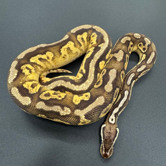 Black Pastel Yellow Belly Sandblast 66% Het Pied Possible Pastel Ball ...