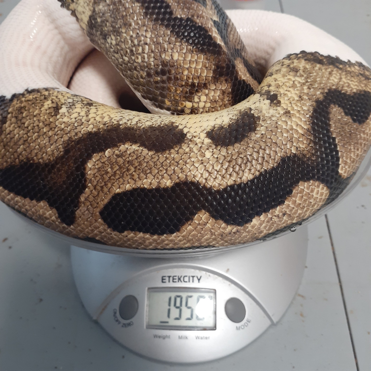 Female Pied Ball Python by Tenny's Crested Geckos - MorphMarket