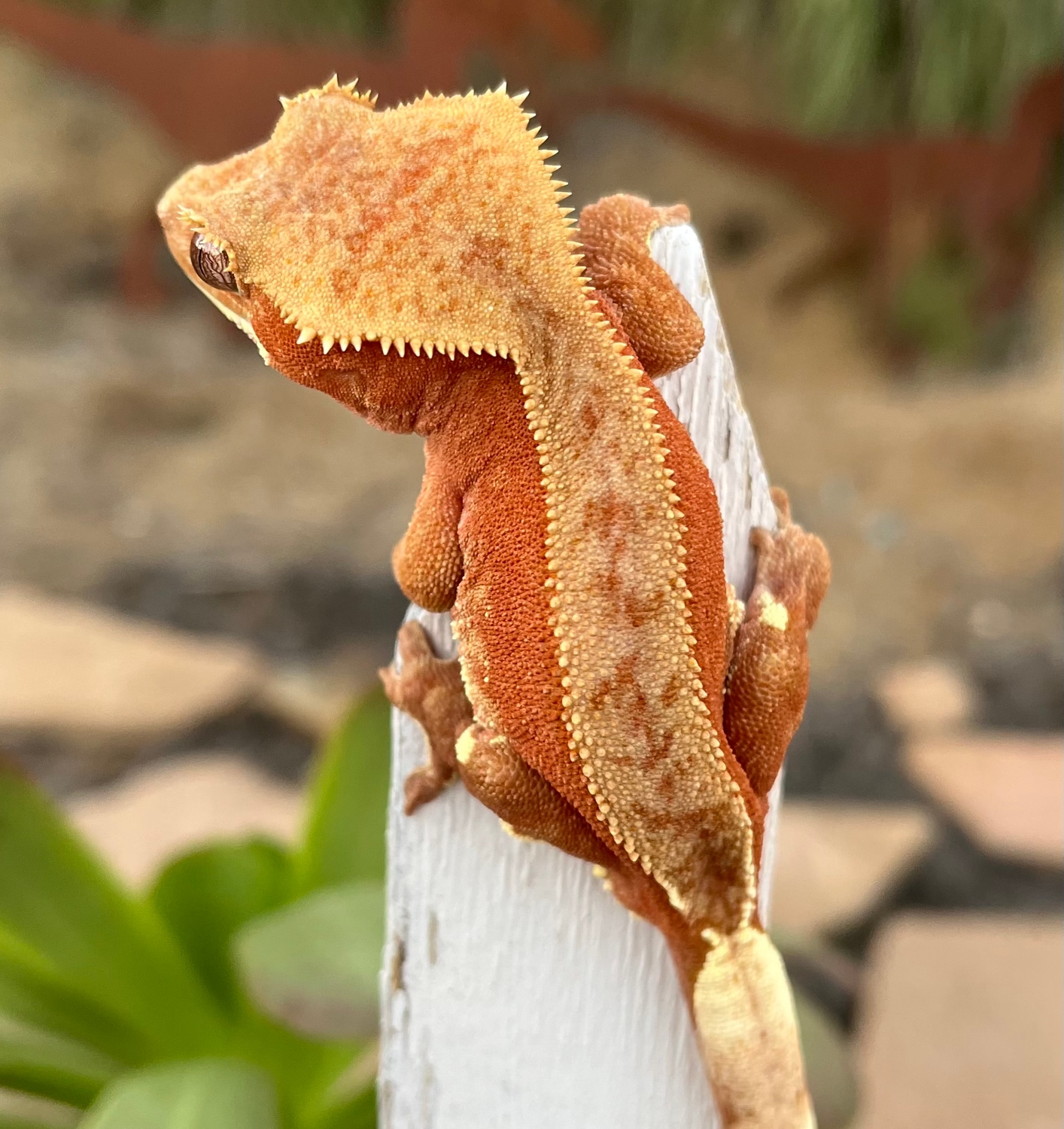 Red Bicolor Crested Gecko by Tenny's Crested Geckos - MorphMarket