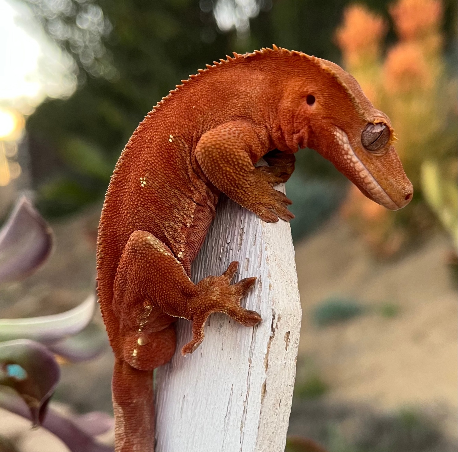 Red Bicolor Porthole Male Crested Gecko by Tenny's Crested Geckos ...