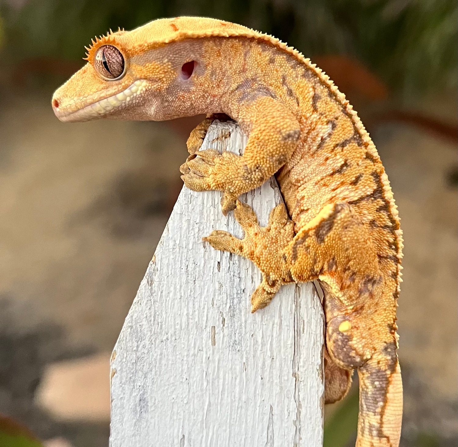 Awesome Tricolor Tiger Male Crested Gecko by Tenny's Crested Geckos ...