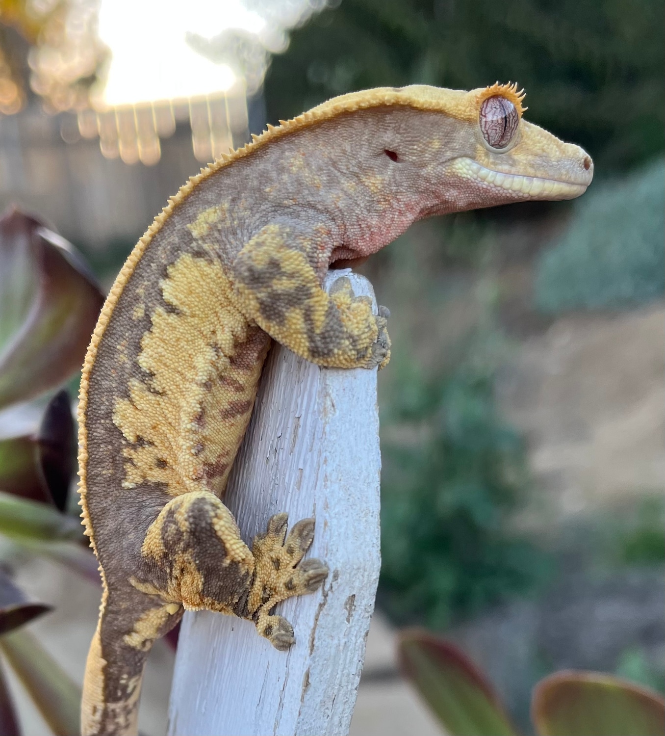 35 G Female - Lavender Extreme Harlequin Pinstripe Crested Gecko by ...