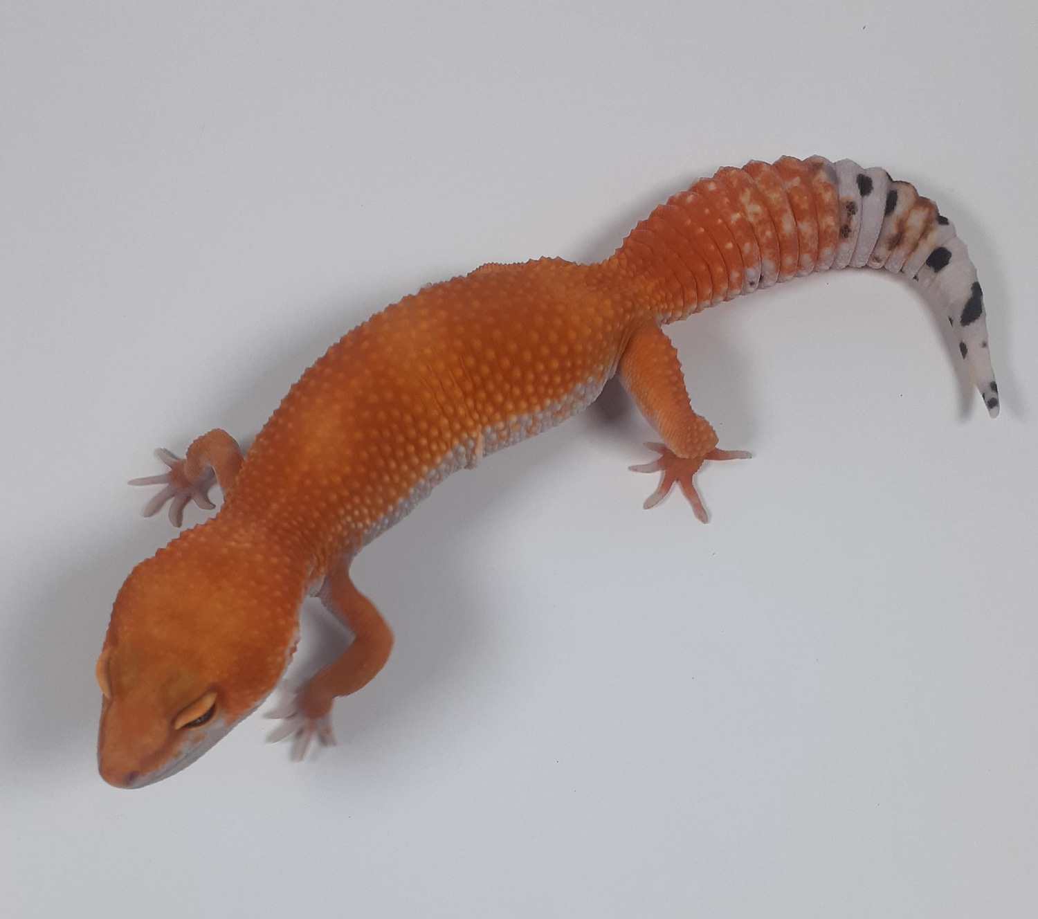 Tangerine Het Tremper Albino Temperature Sexed Female Leopard Gecko by ...