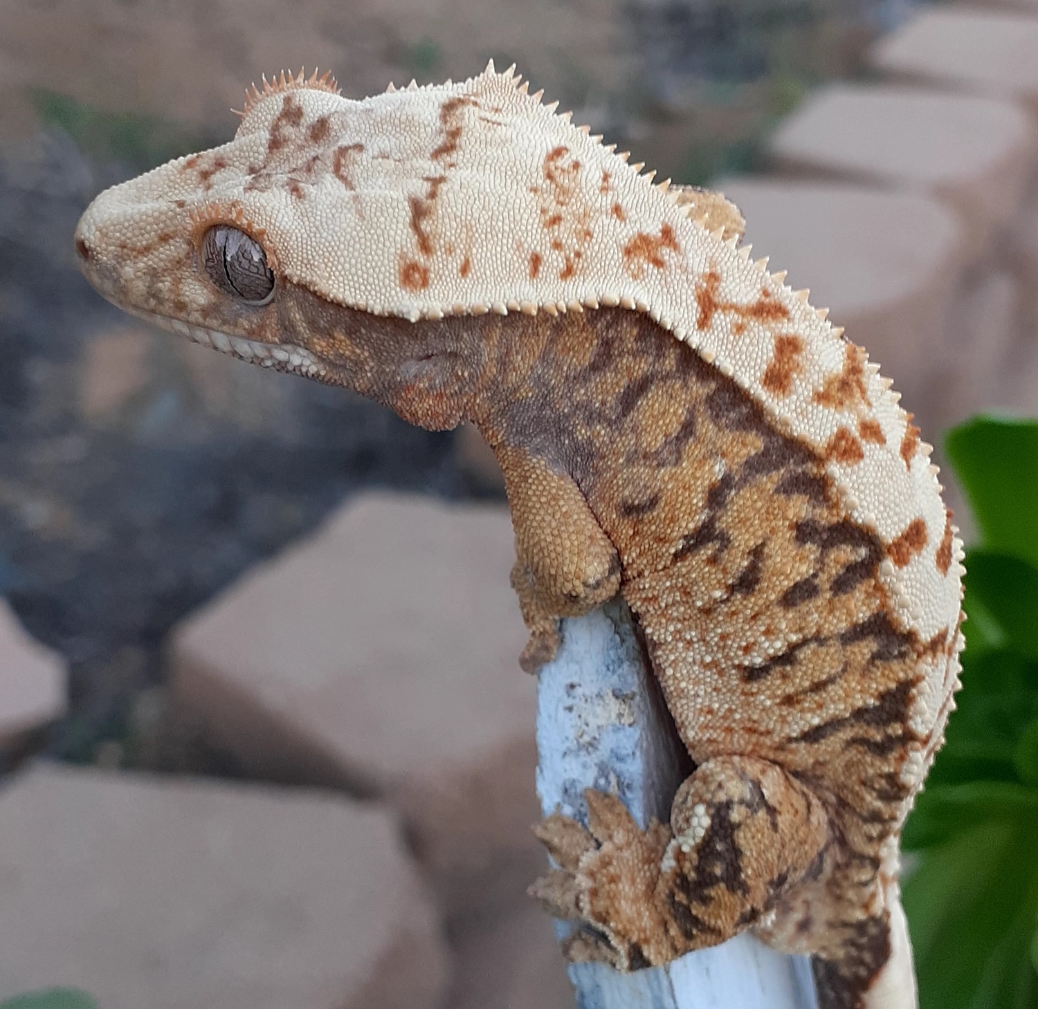 Tricolor Tiger Extreme Harlequin Male Crested Gecko by Tenny's Crested ...