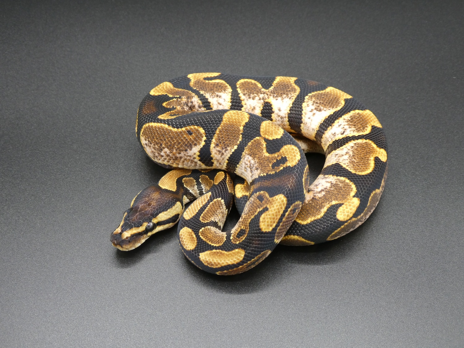 Calico Het Clown Ball Python by Serpent Suburbia - MorphMarket