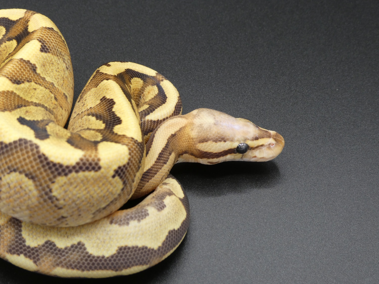 Vanilla Cream Pos OD Ball Python by Serpent Suburbia - MorphMarket