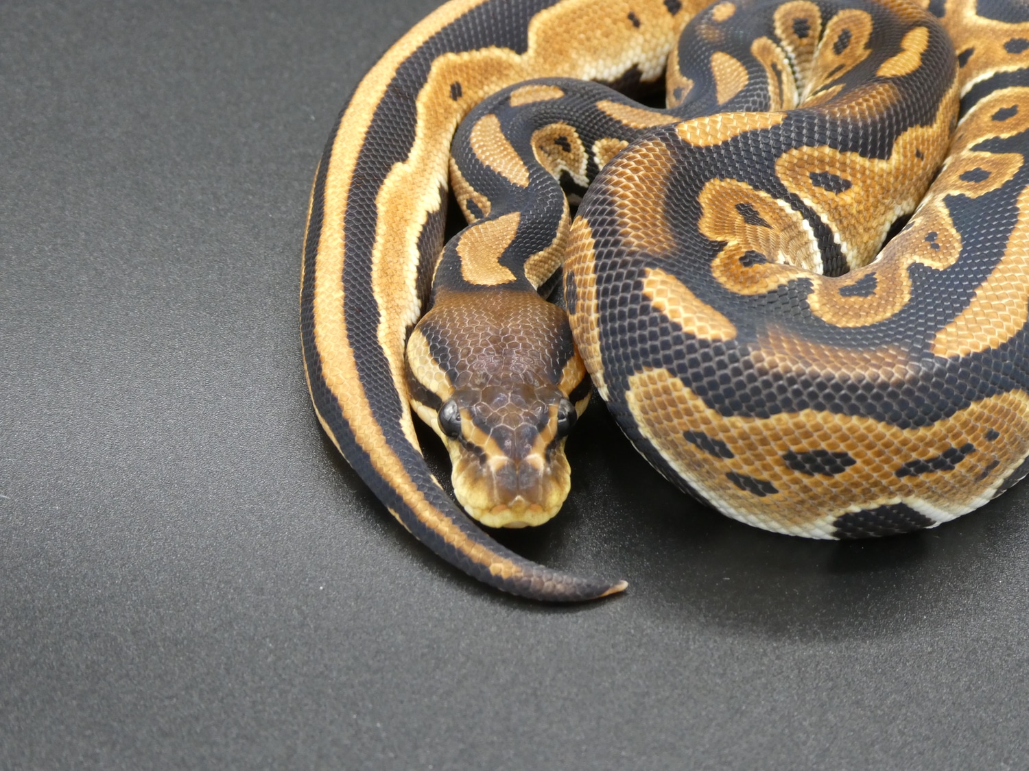 Black Pastel Orange Dream Ball Python by Serpent Suburbia - MorphMarket