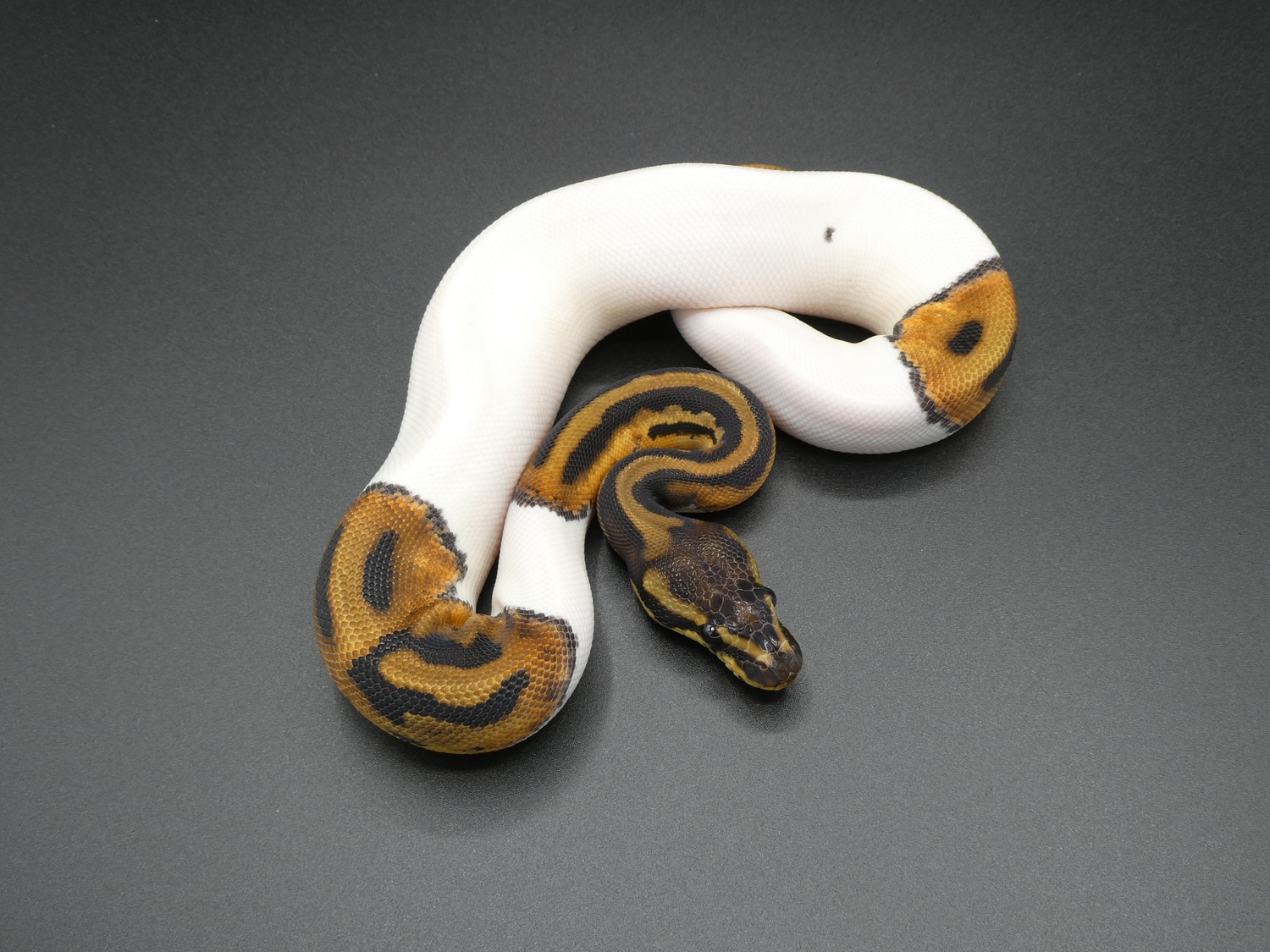Leopard Pied Ph Lav Pos YB Ball Python by Serpent Suburbia - MorphMarket