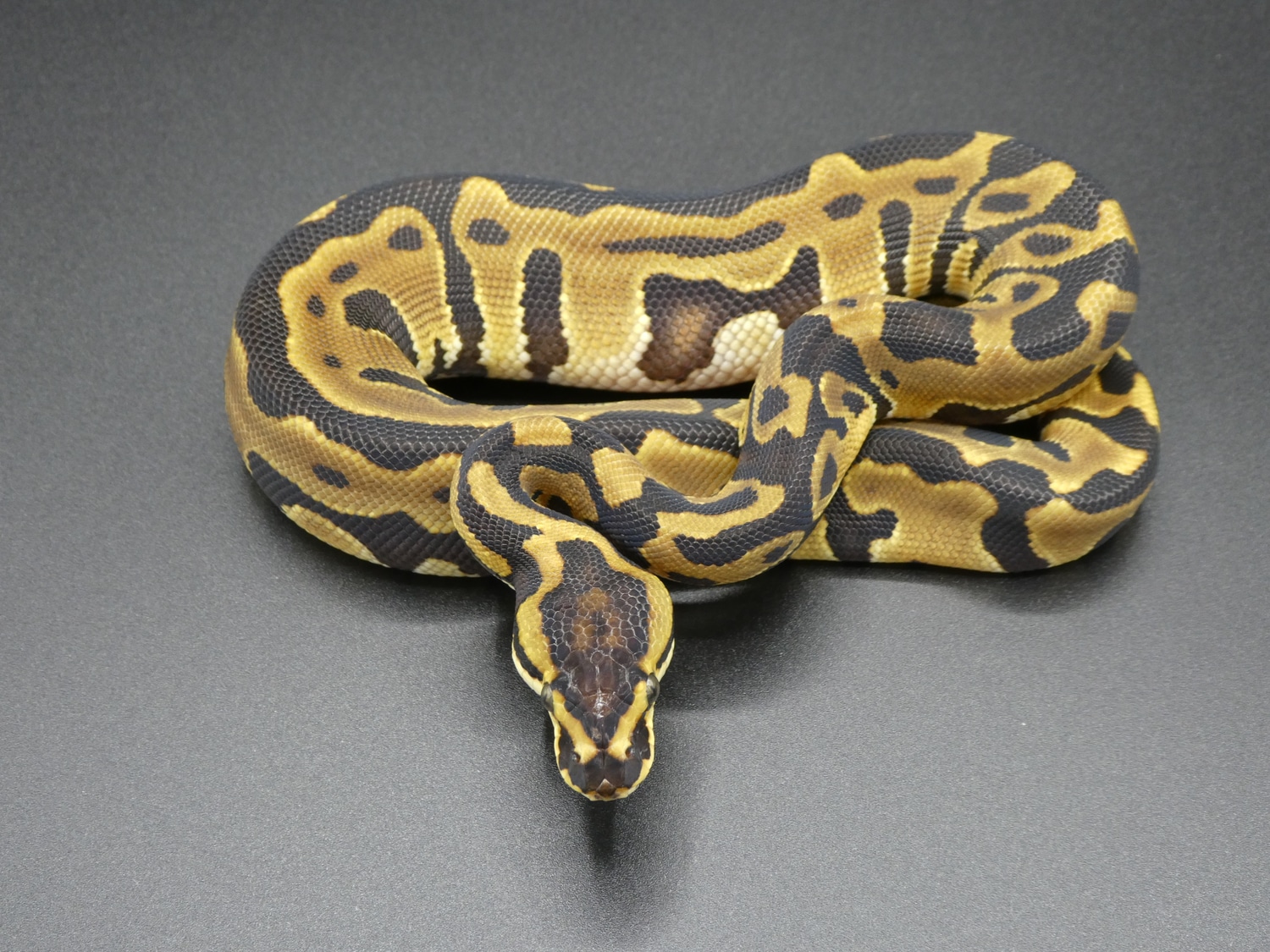 Leopard Enchi Ph Clown/Lav Albino Ball Python by Serpent Suburbia - MorphMarket