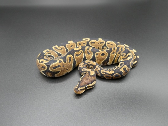 Normal 50% Ph Sunset Hypo Ball Python by Serpent Suburbia