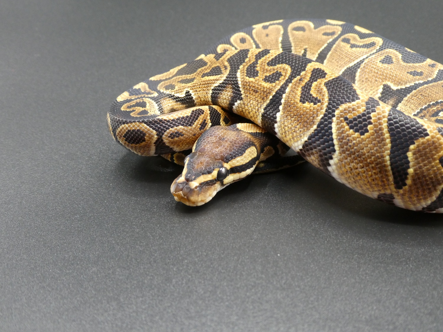 Normal 50% Ph Sunset Hypo Ball Python by Serpent Suburbia - MorphMarket