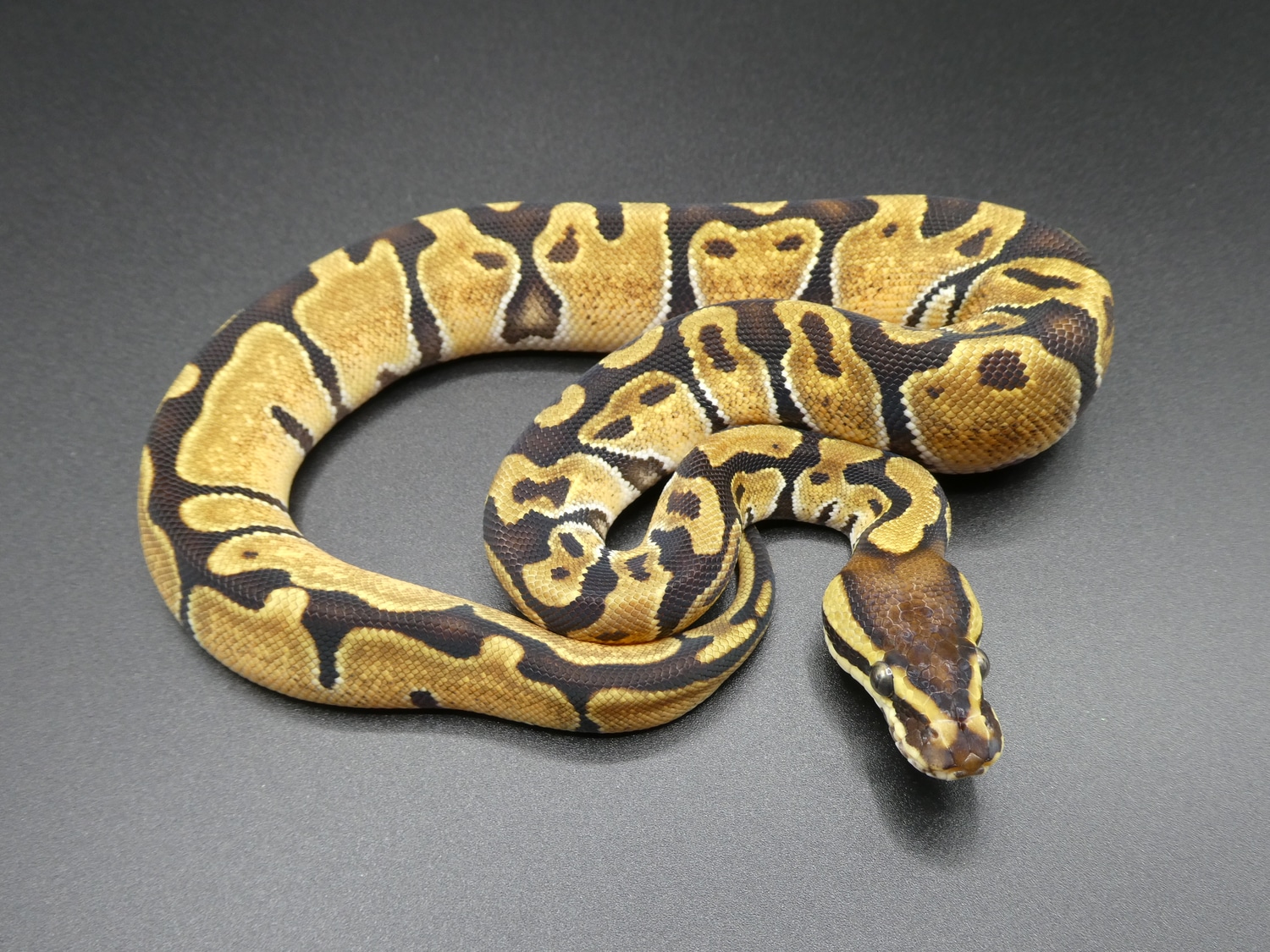 Enchi 50% Ph Monsoon Ball Python by Serpent Suburbia - MorphMarket