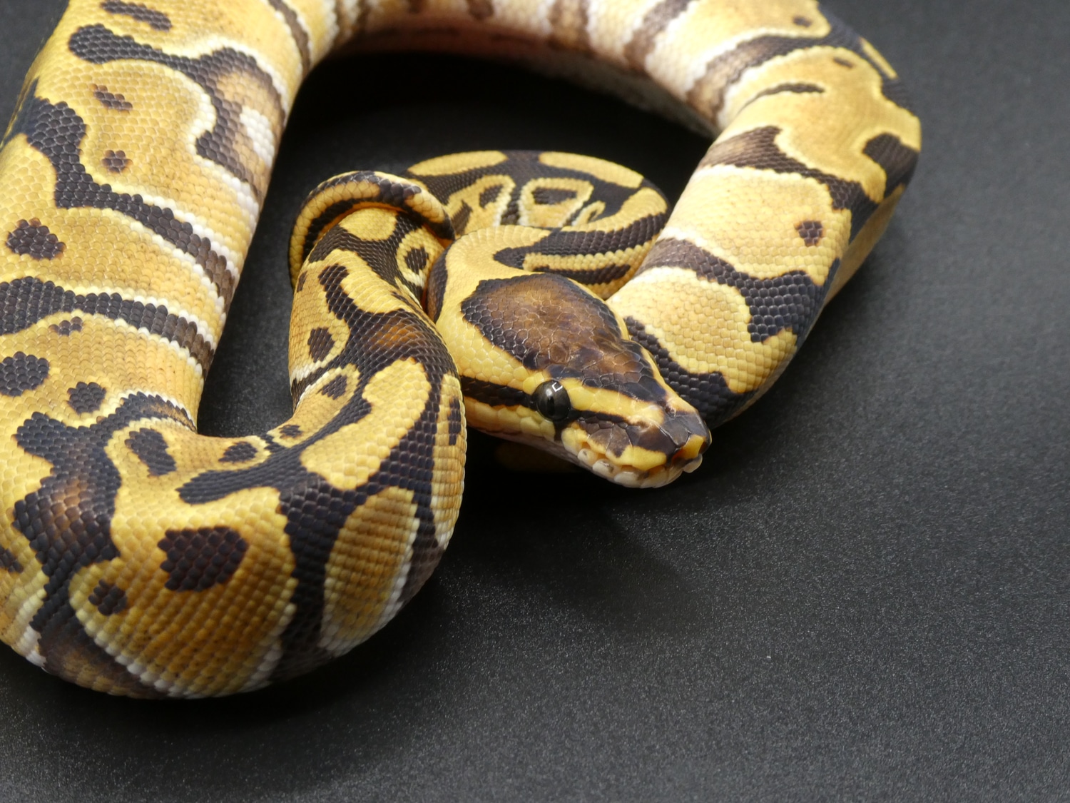 Enchi 100% DBL Het Albino Clown Ball Python by Serpent Suburbia ...