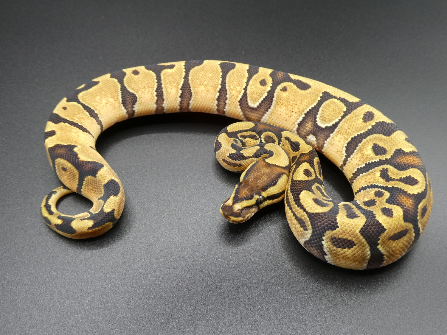 Enchi 100% DBL Het Albino Clown Ball Python by Serpent Suburbia ...