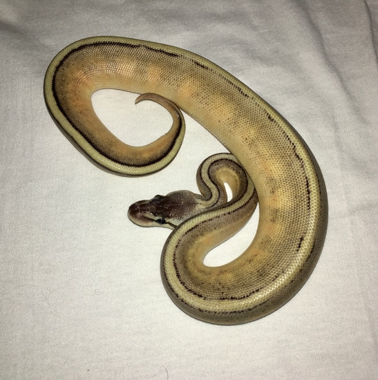 Mojave Super Pastel Genetic Stripe Ball Python by Ken The Bug Guy