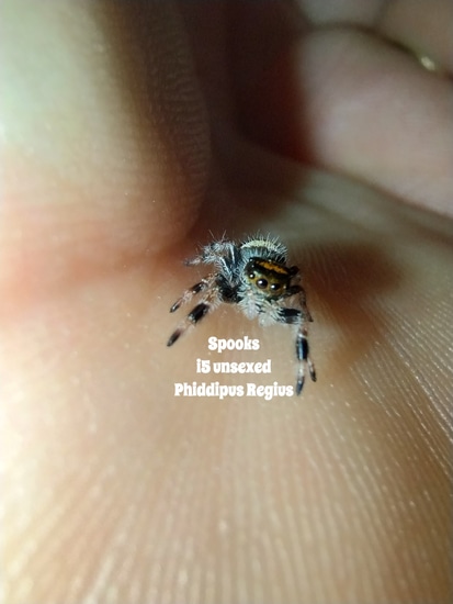 Phiddipus Regius (Aka: Regal) - Instar 5 Jumping Spider by Welcome to ...