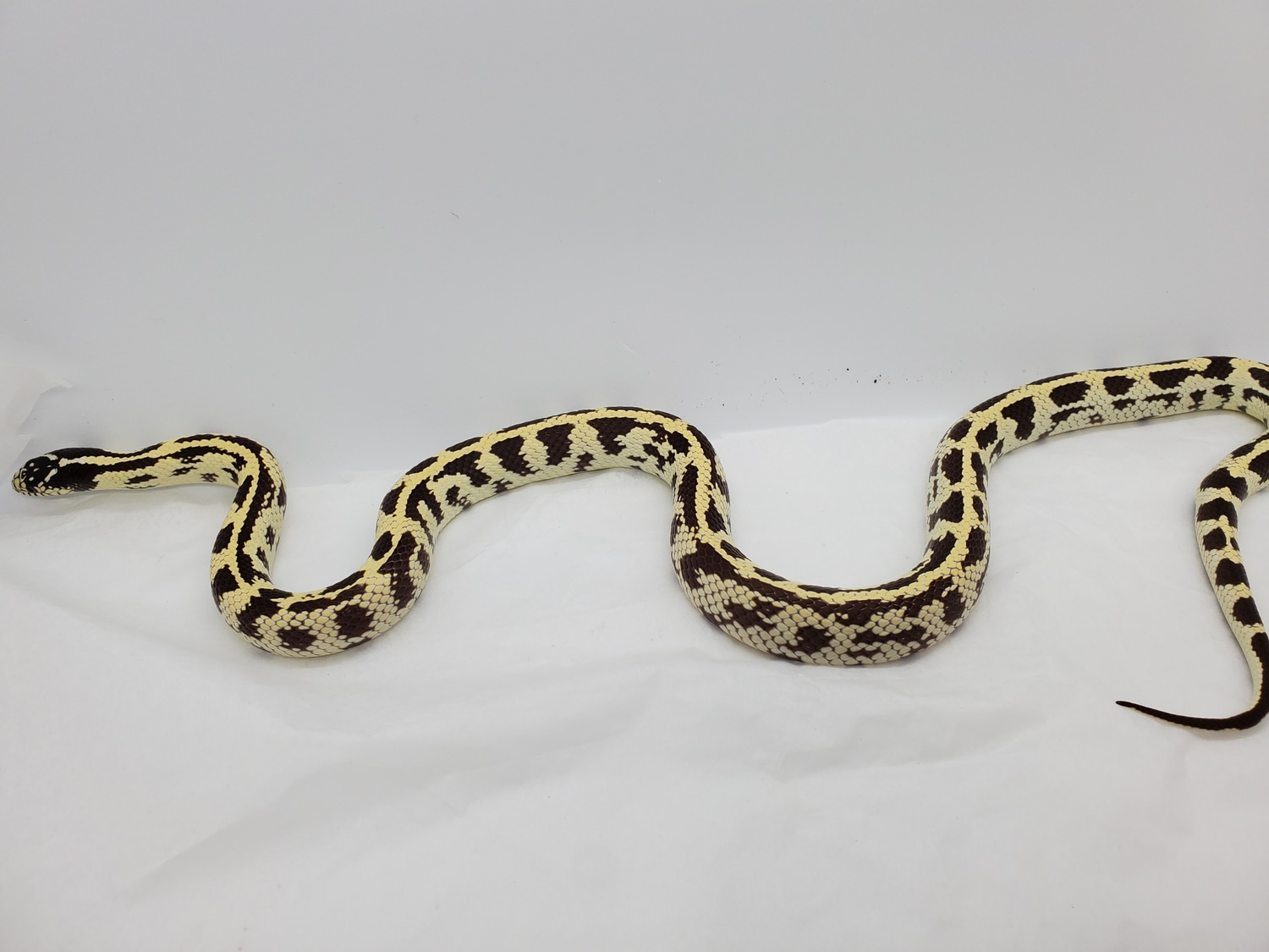 Aberrant King California Kingsnake by Snekomastyx - MorphMarket