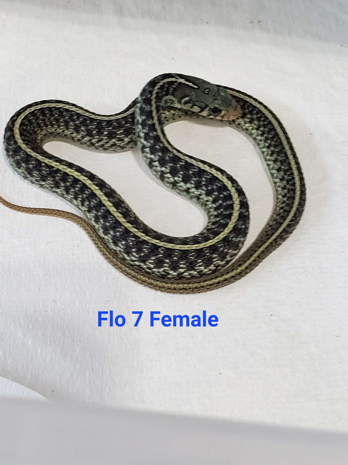 Florida Blue Garter Snake by Snekomastyx - MorphMarket