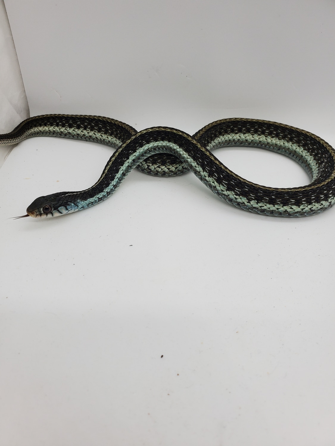 Florida Blue Stripe Dixie County Garter Snake by Snekomastyx - MorphMarket