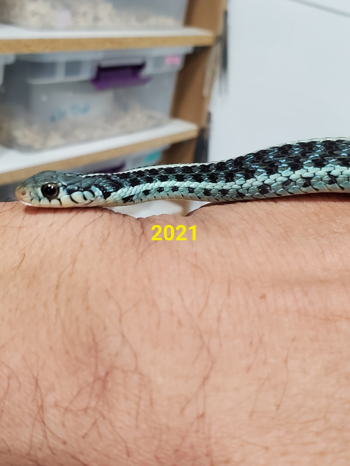 Florida Blue Garter Snake by Snekomastyx - MorphMarket
