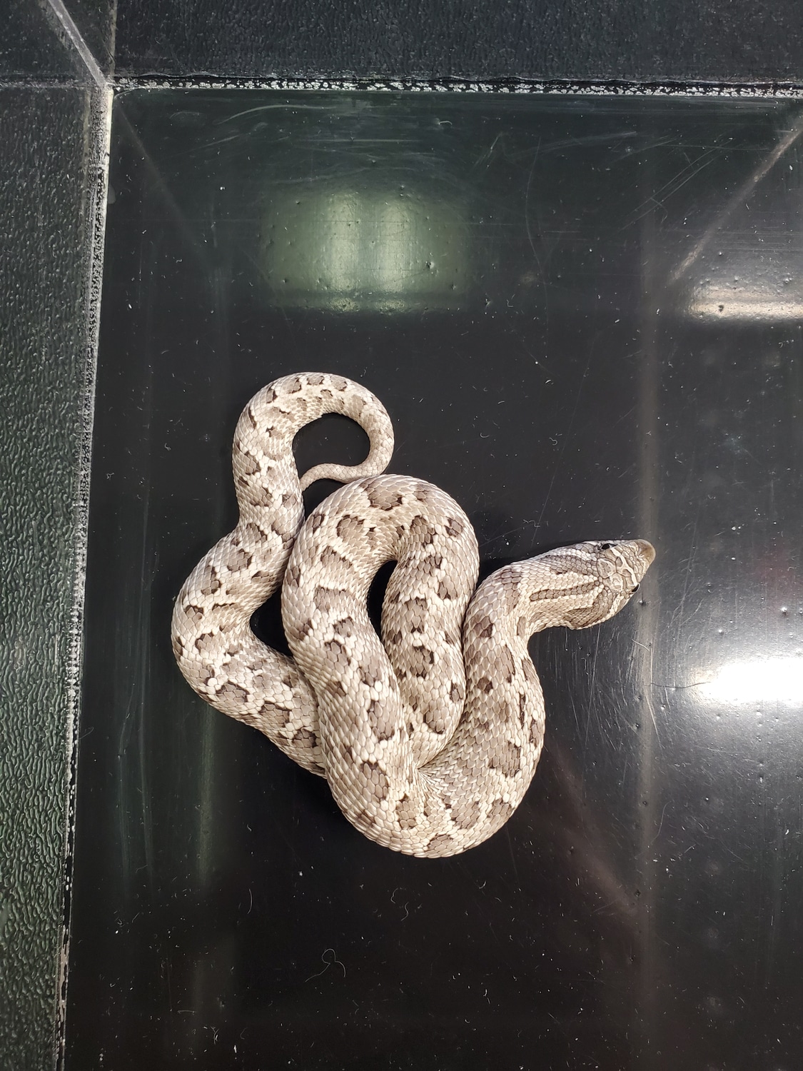 Axanthic Jag Het Albino/pistachio Western Hognose by Snekomastyx ...