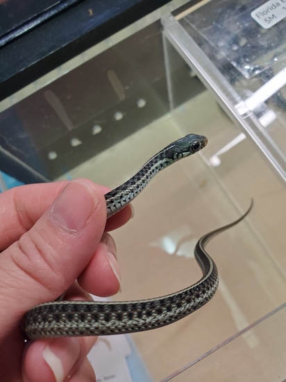 Florida Blue Garter Snake by Snekomastyx