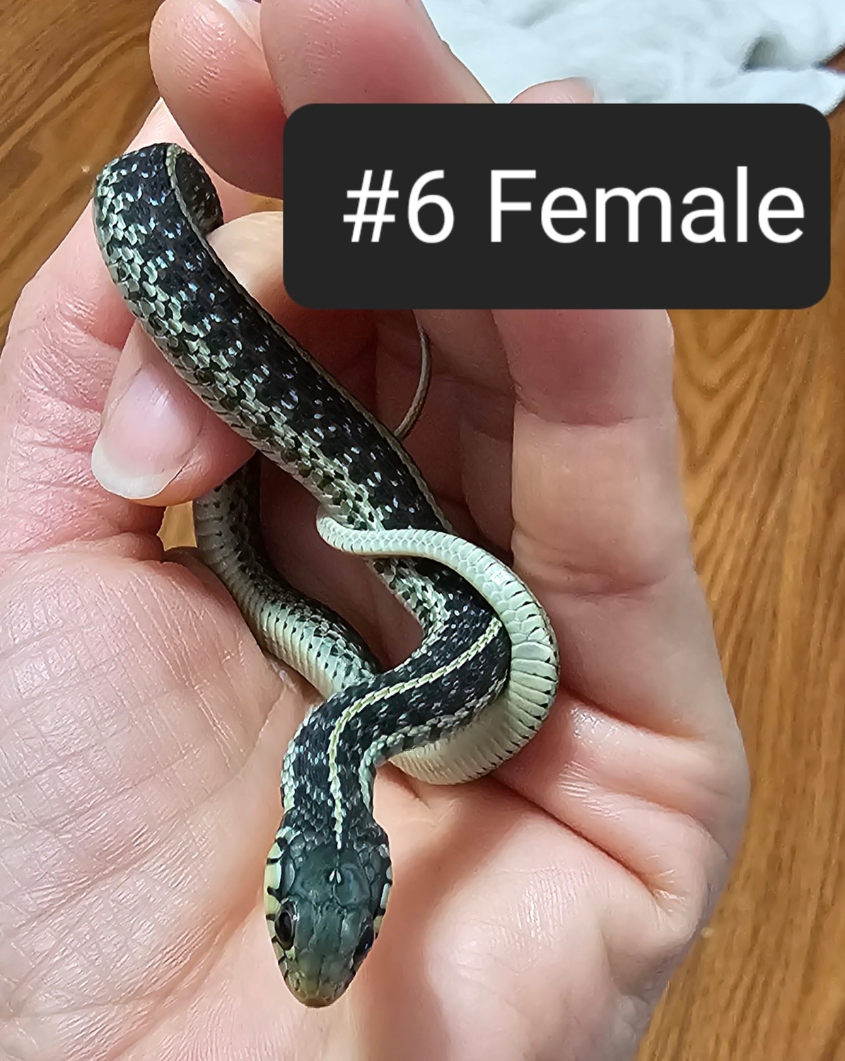 Florida Blue Garter Garter Snake by Snekomastyx - MorphMarket