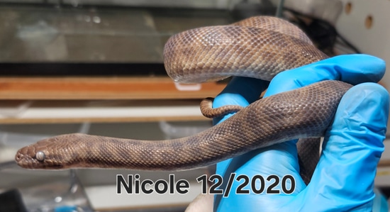 Nicole-Children Python Children's Python by Snekomastyx