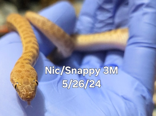 Children Python Children's Python by Snekomastyx
