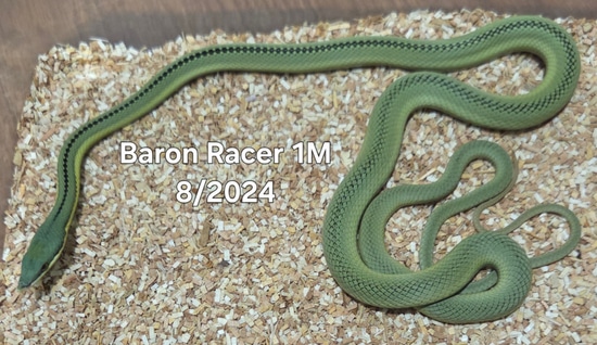 Green Het Blue Baron Racer More Colubrid by Snekomastyx