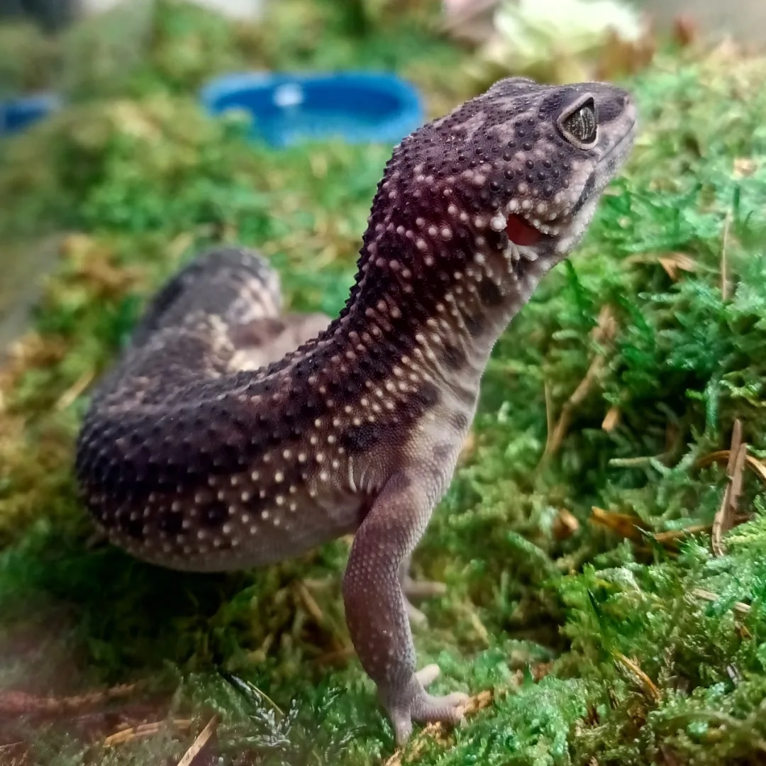 King Arthur - Pure Black Night Leopard Gecko by Link N' Lizards ...