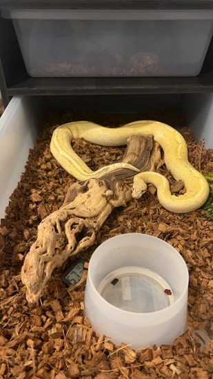 RTB Super Spark Ball Python 0.1 by Jojo's serpentarium