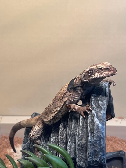 Redback Chuckwalla More Lizard by Jojo's serpentarium