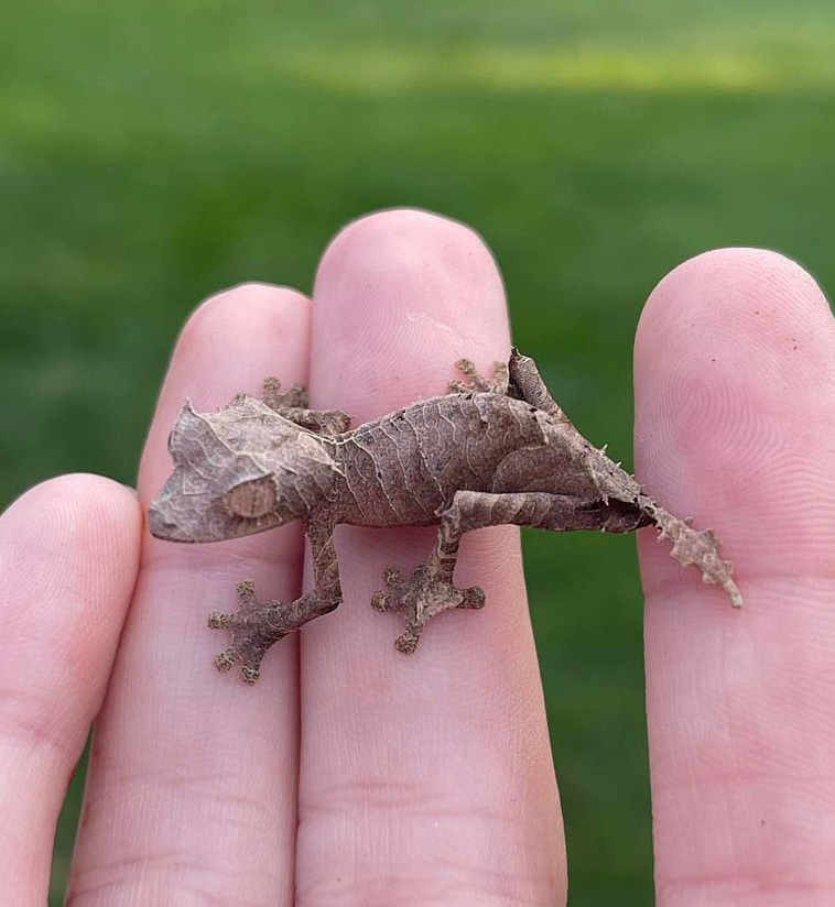 Ebenaui Leaf-Tailed Gecko by Earth Breaker Exotics - MorphMarket