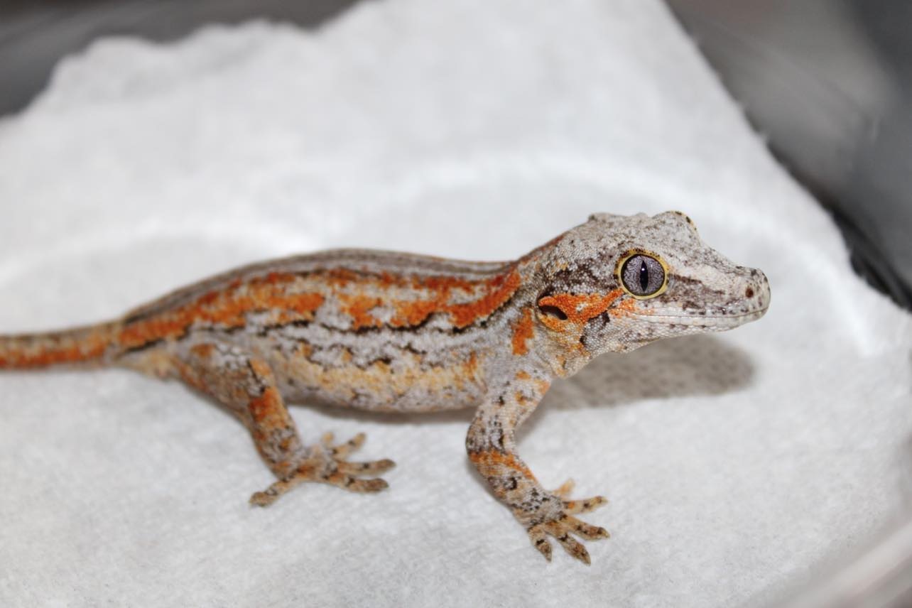 Red And Orange Gargoyle Gecko by Earth Breaker Exotics - MorphMarket
