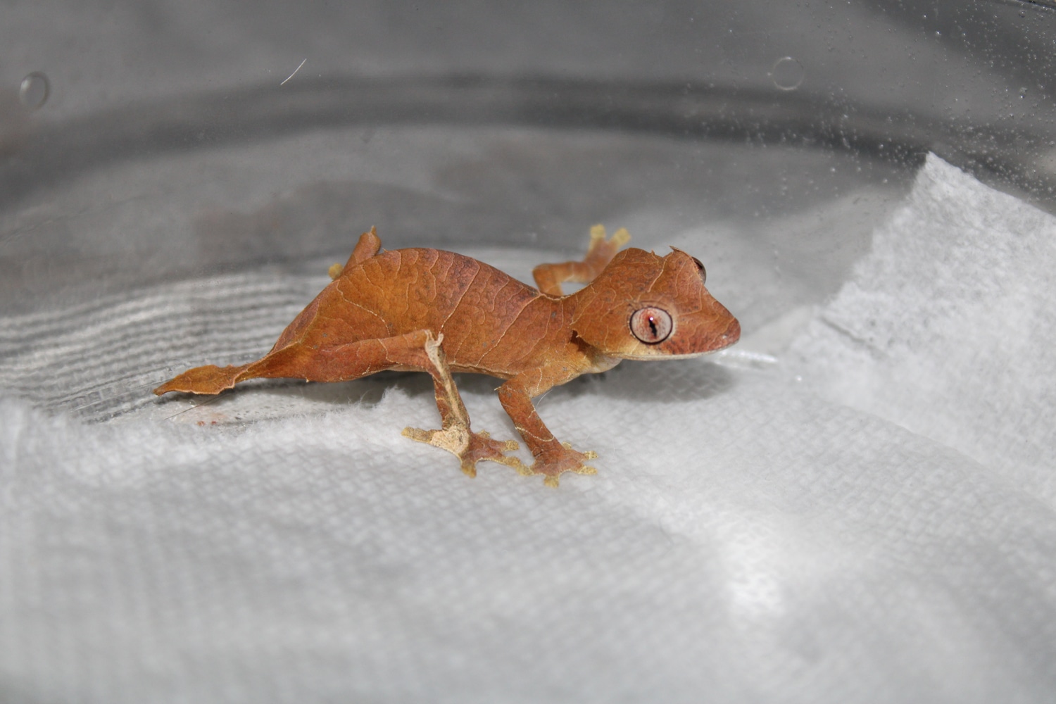 Ebenaui Leaf-Tailed Gecko by Earth Breaker Exotics - MorphMarket