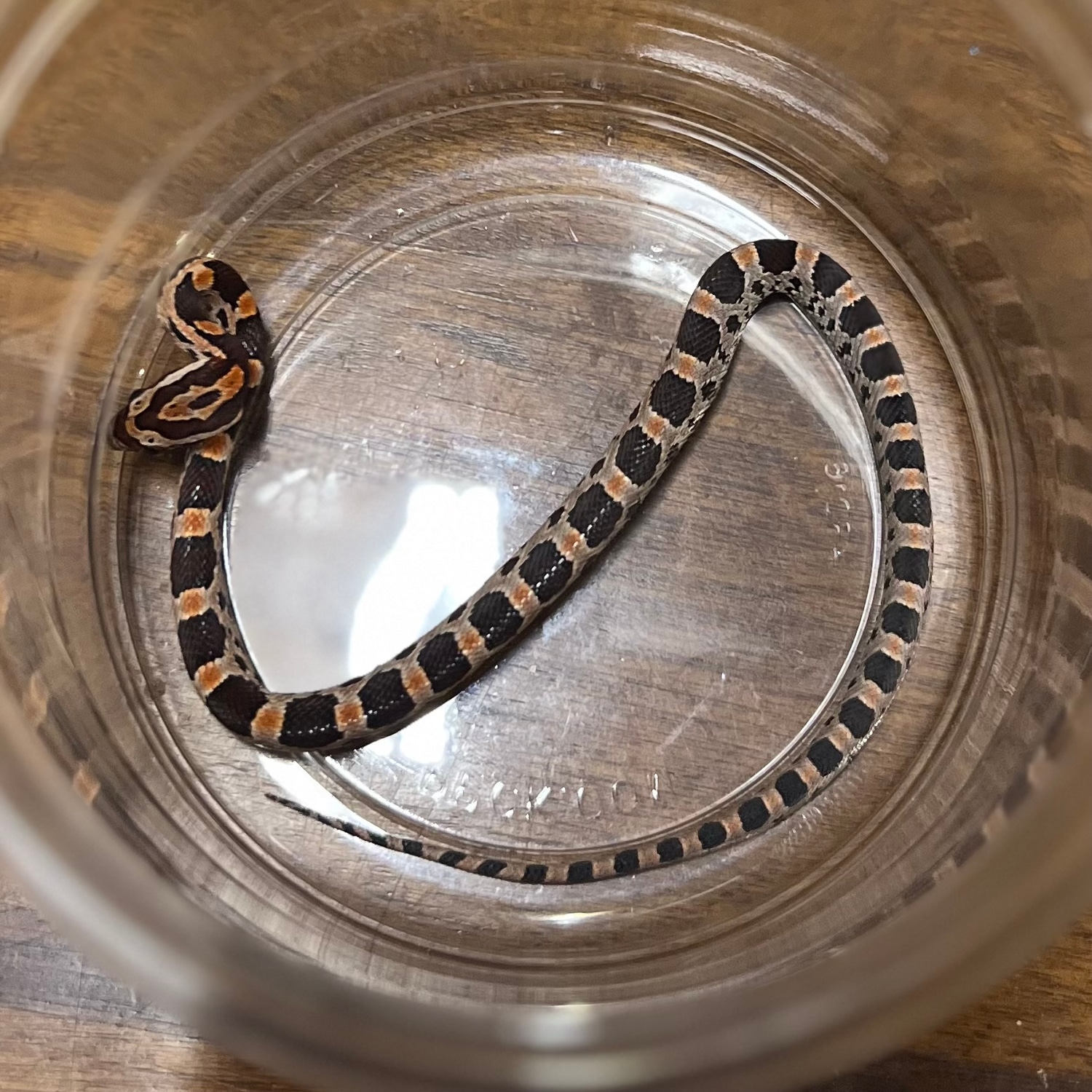 Classic Het Amel Corn Snake by Terra-Fauna Exotics - MorphMarket
