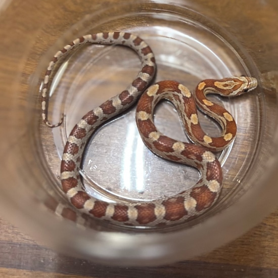 Classic Corn Snake by Terra-Fauna Exotics