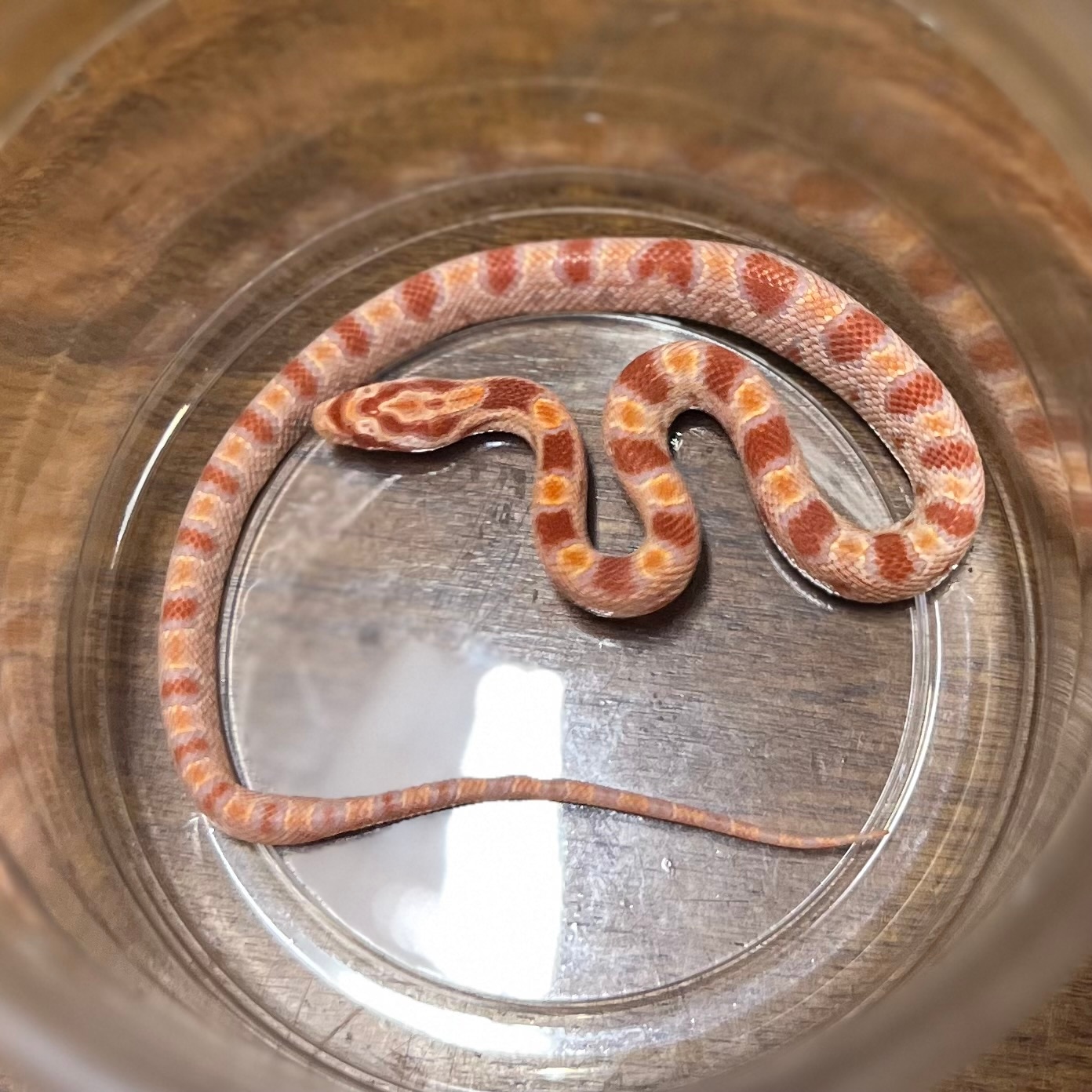 Amel Corn Snake by Terra-Fauna Exotics - MorphMarket