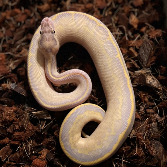 Leopard Ivory Ball Python by Terra-Fauna Exotics
