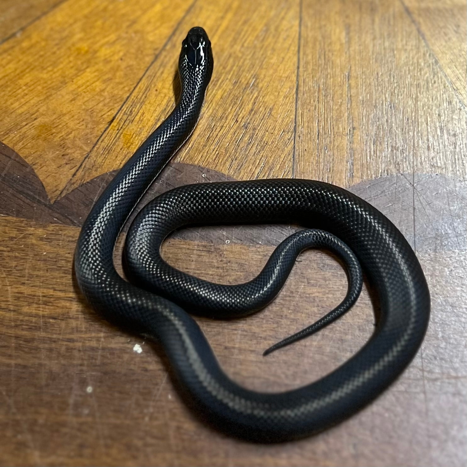 King Mexican Black Kingsnake by Terra-Fauna Exotics - MorphMarket