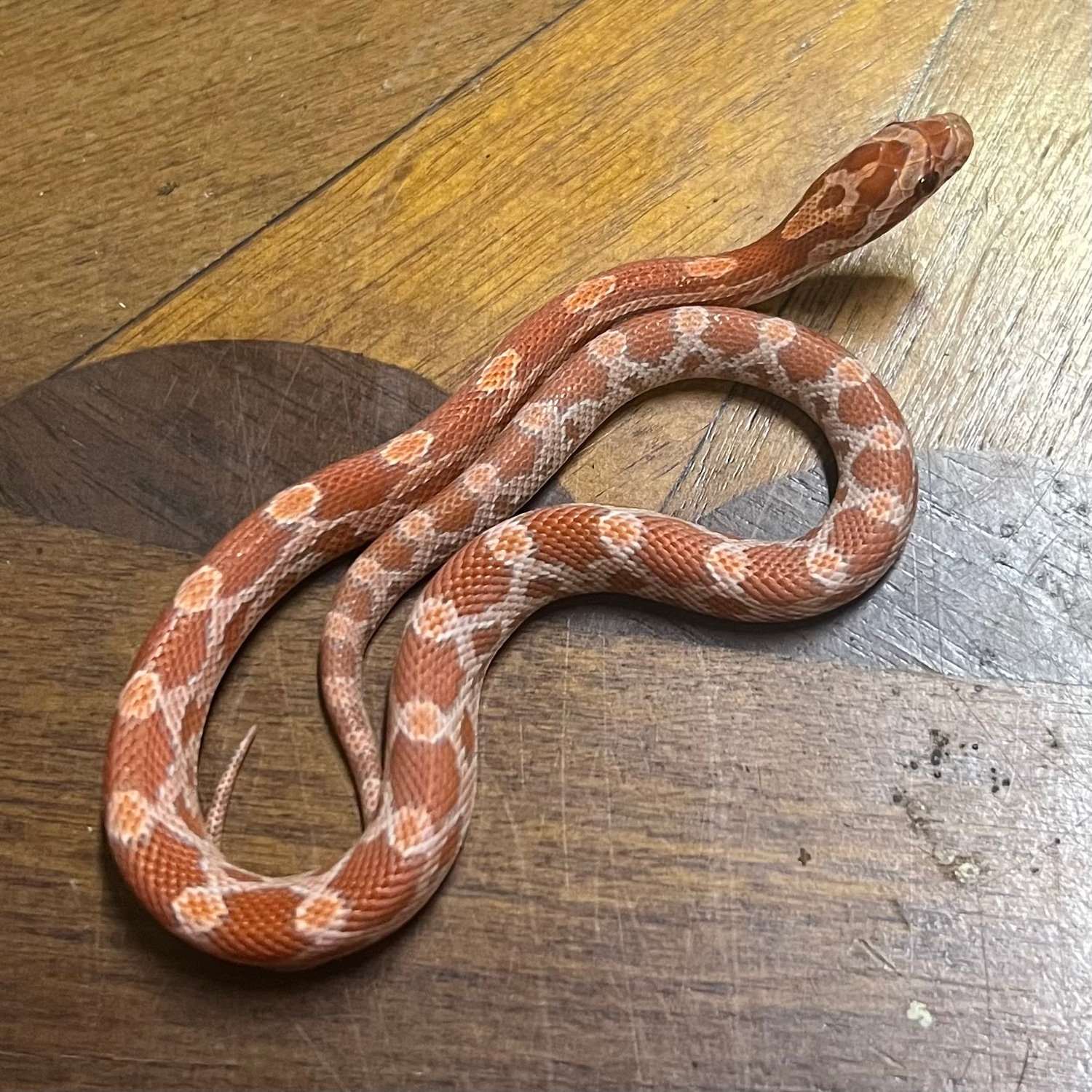 Lava Corn Snake by Terra-Fauna Exotics - MorphMarket