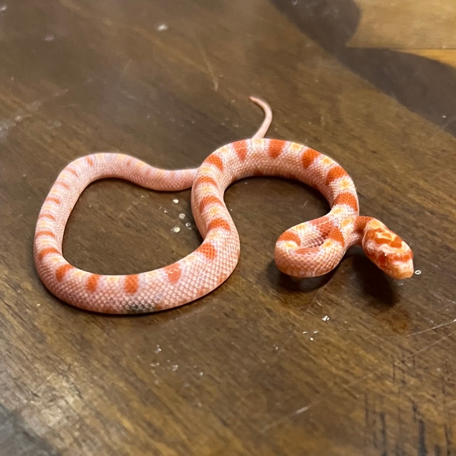 Amel Corn Snake by Terra-Fauna Exotics - MorphMarket