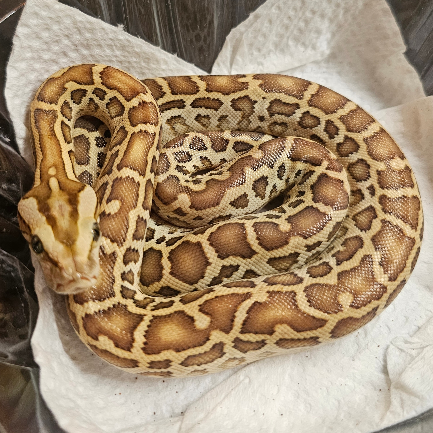 Hypo Double Het Albino Granite Burmese Python by Terra-Fauna Exotics ...