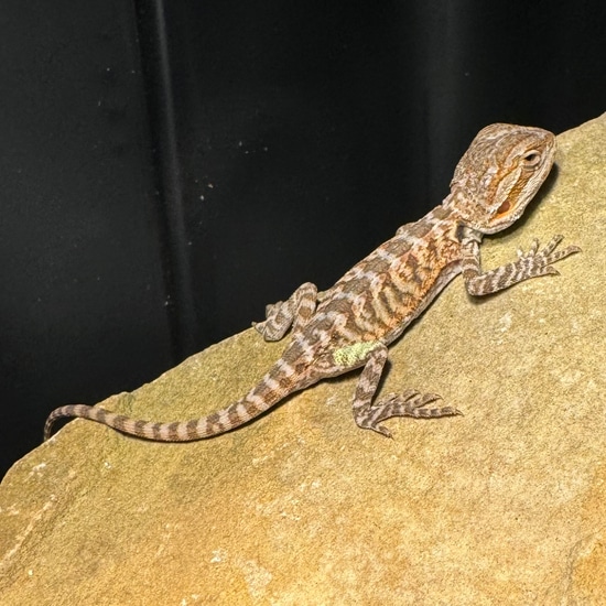 Leatherback Central Bearded Dragon by Terra-Fauna Exotics