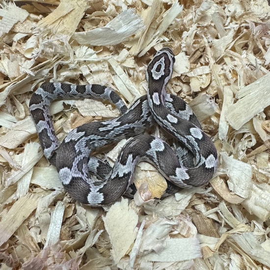 Ghost Corn Snake by Terra-Fauna Exotics