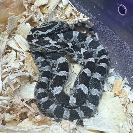 Nuclear Anery Het Amel Corn Snake by Terra-Fauna Exotics